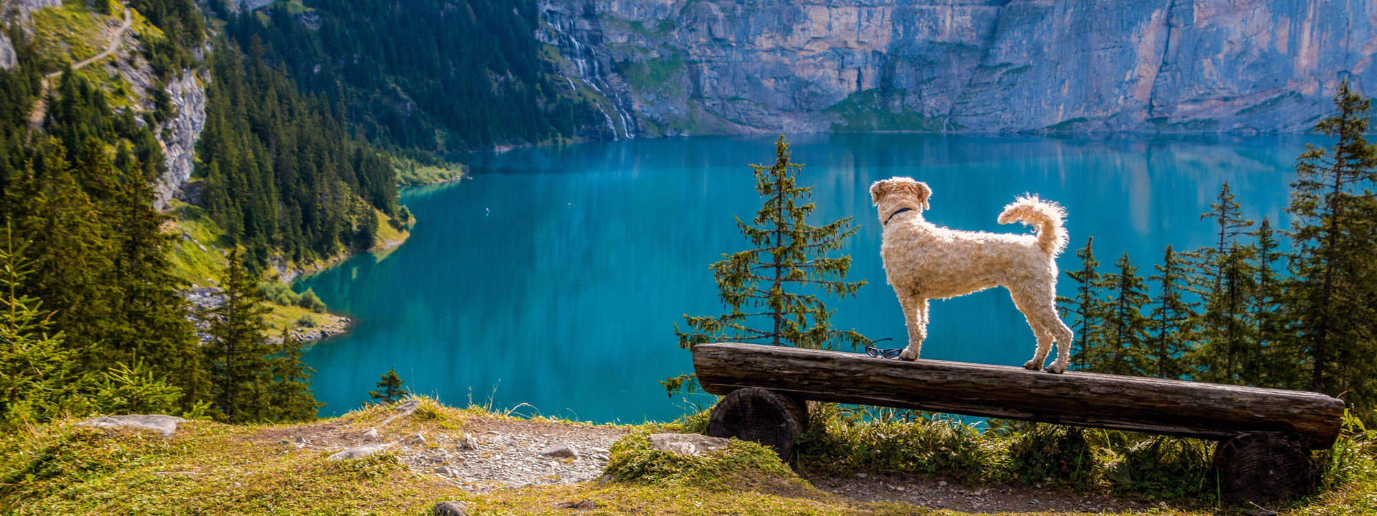 Tui Urlaub Mit Hund