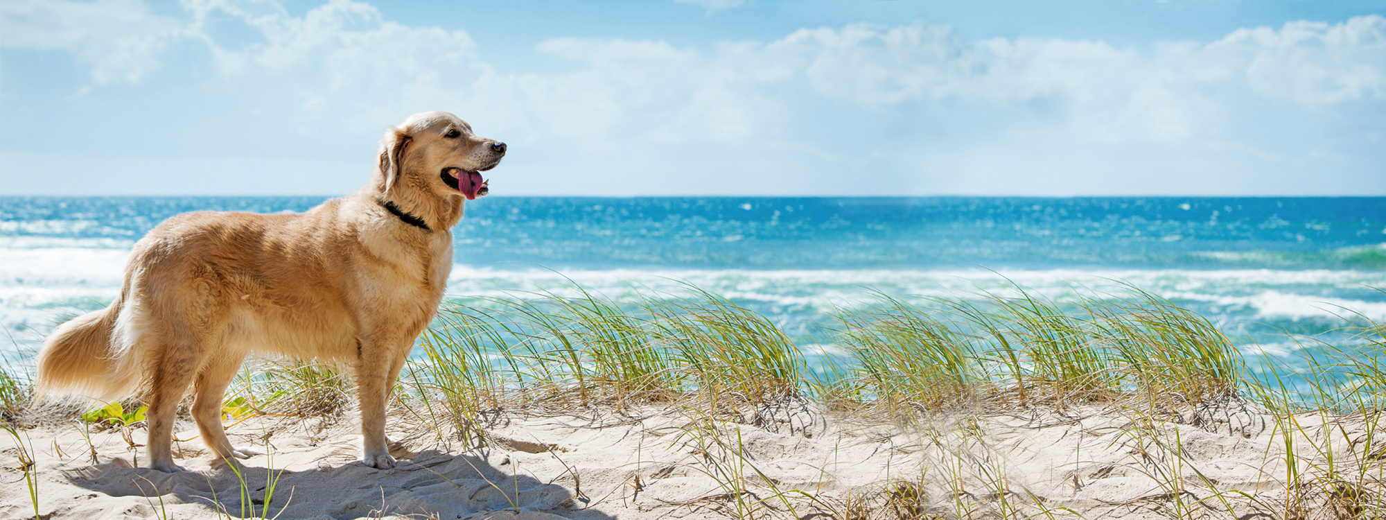 Tui Urlaub Mit Hund 1