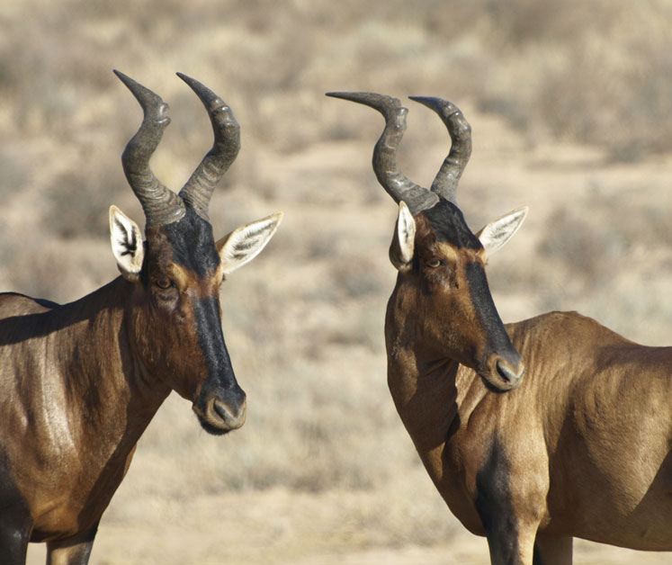 Namibia Reisen » Dünen, Canyons und wilde Tiere erleben | TUI.com